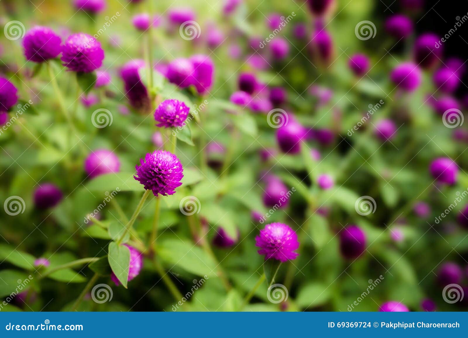Blackground of Globe Amaranth or Gomphrena Globosa Flower. Stock Photo ...