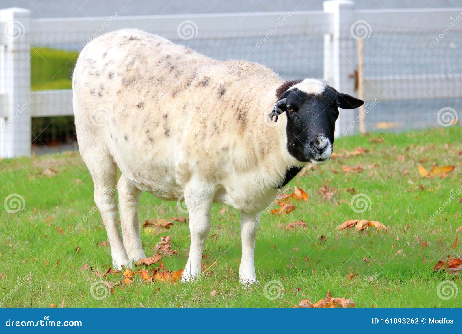 Blackhead Persian Sheep Standing in Pasture Stock Photo - Image of ...