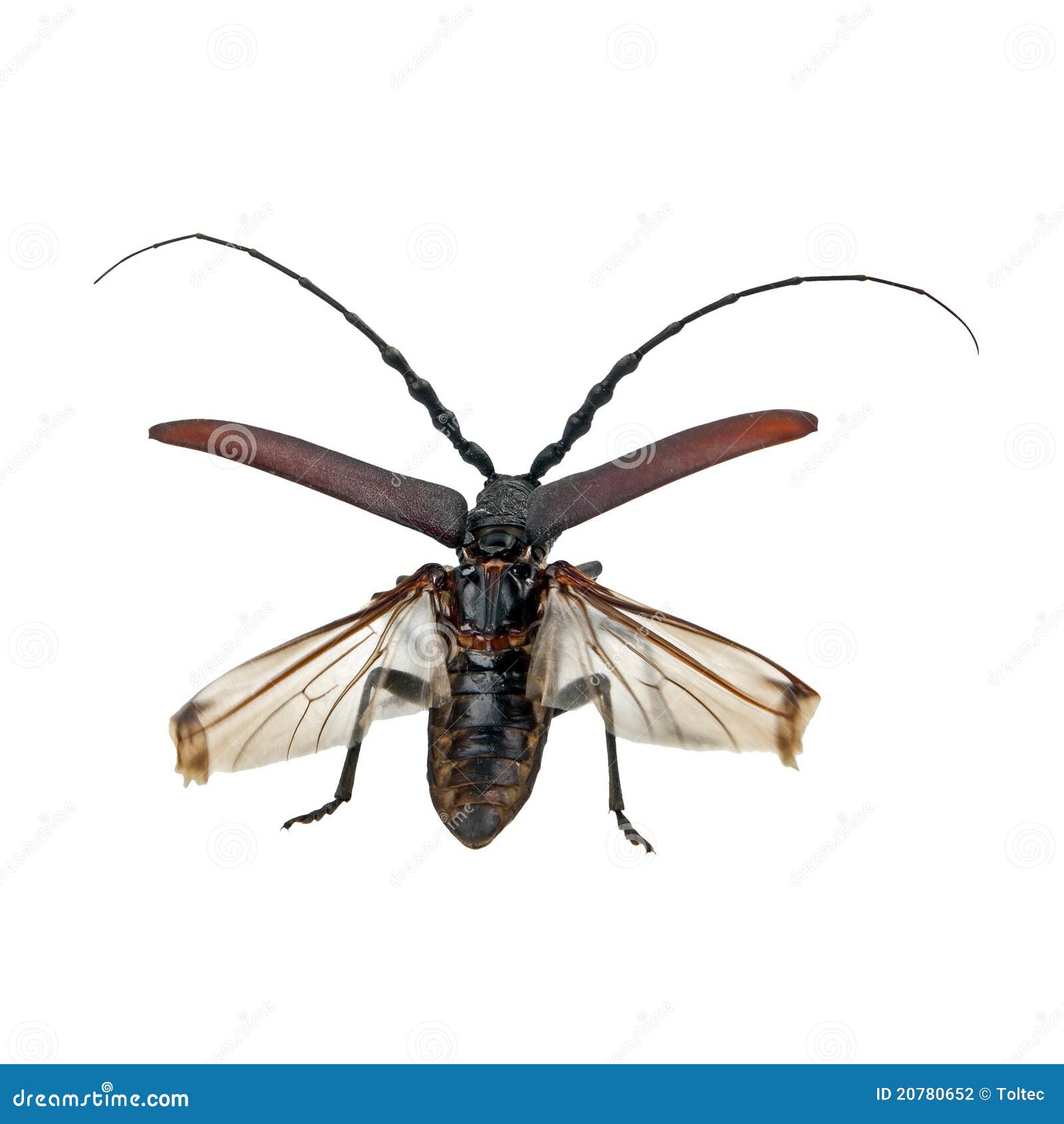 Blackhorned Pine Borer stock photo. Image of antennae - 20780652