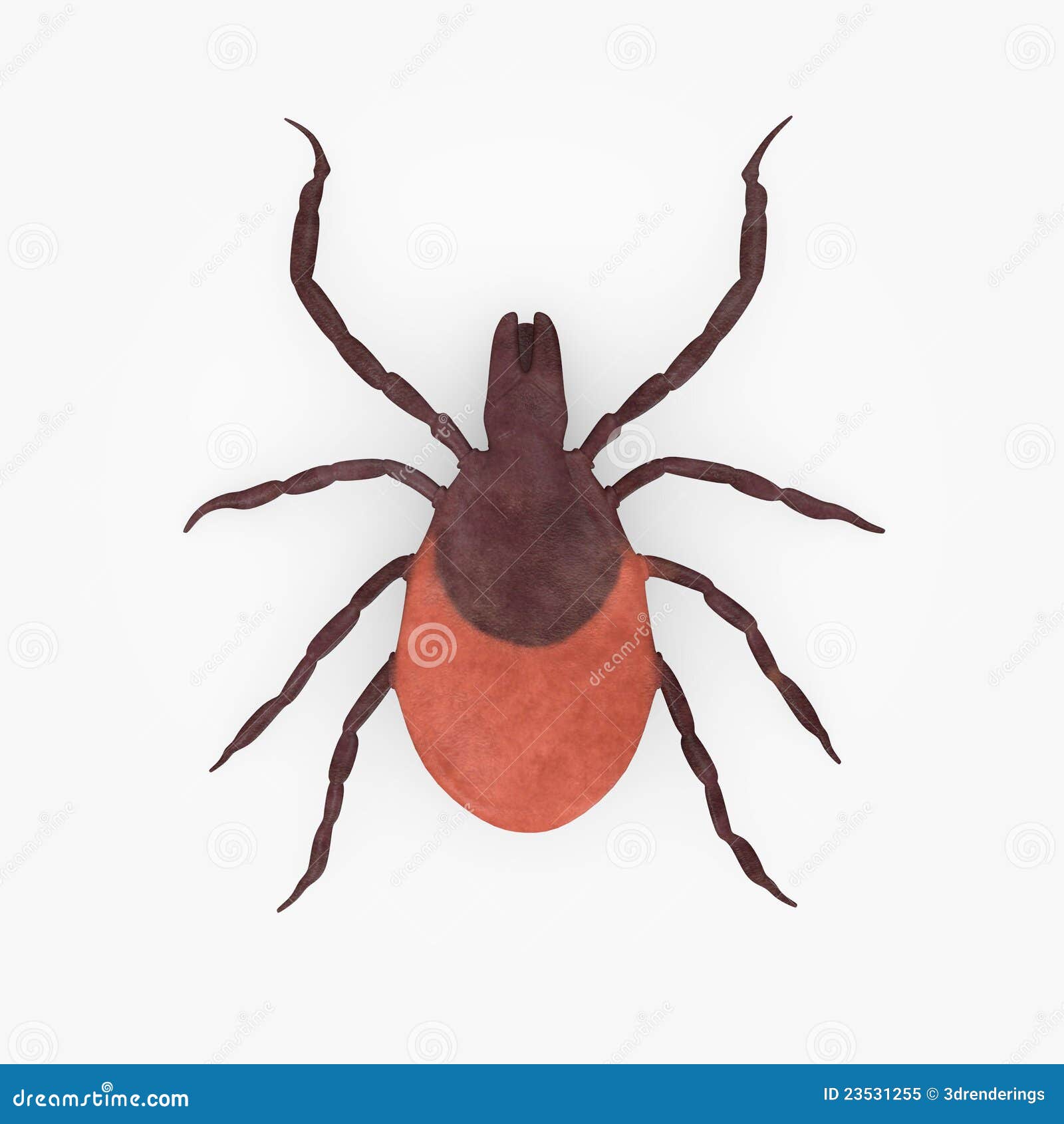Blacklegged tick from top stock illustration. Illustration of mite ...