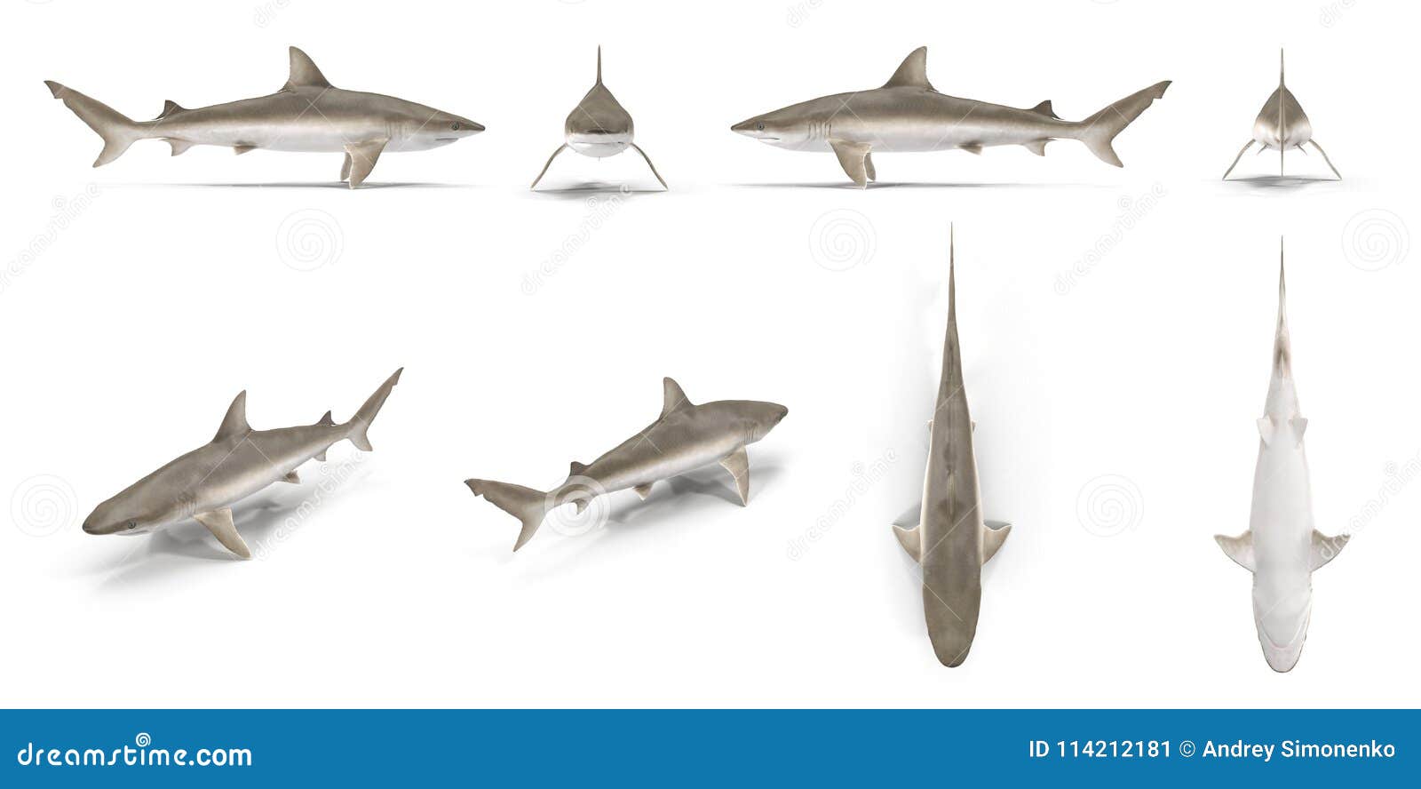 Blacknose Shark Renders Set from Different Angles on a White. 3D ...