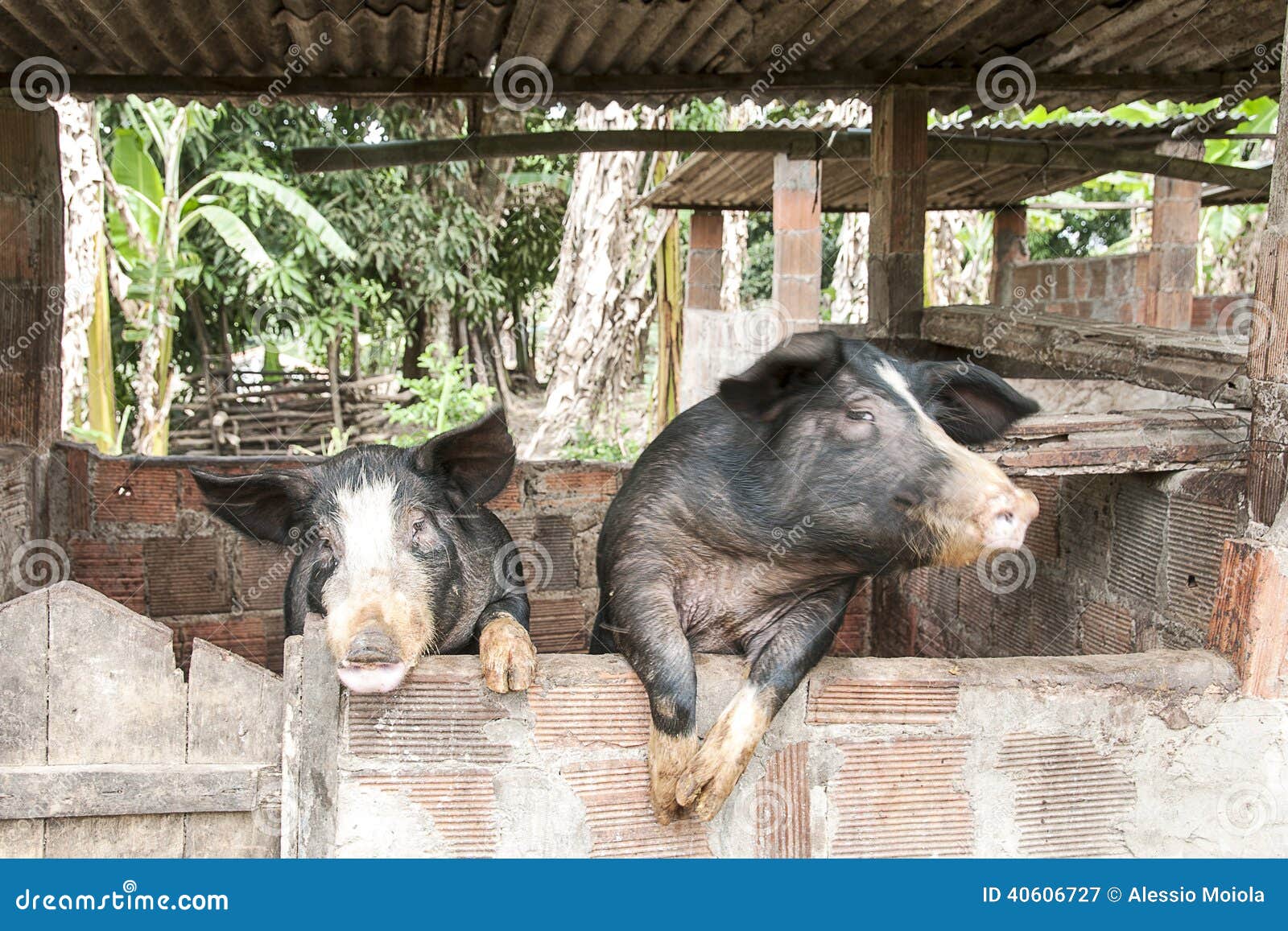 Blacks pigs stock image. Image of livestock, factory - 40606727