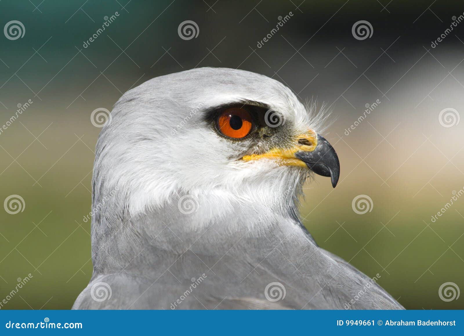 Blackshouldered Kite Elanus Caeruleus Stock Image - Image of predator ...