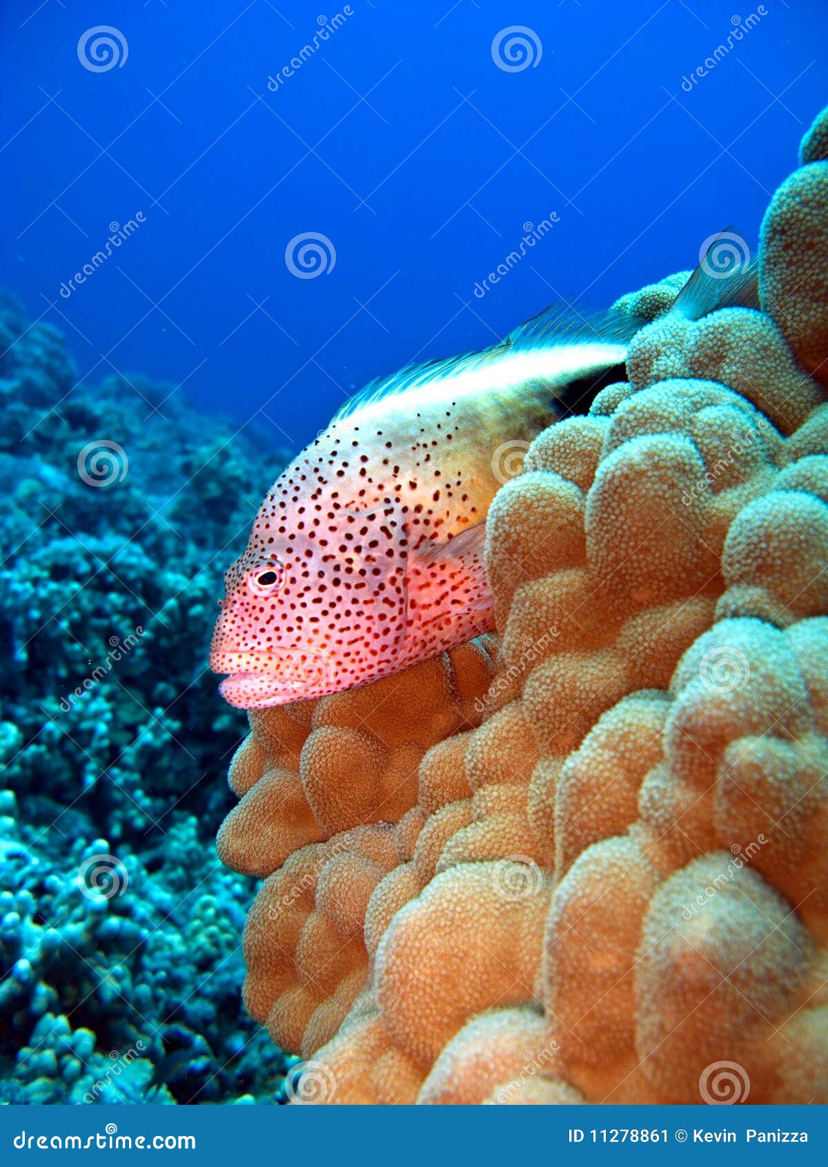 Blackside Hawkfish stock image. Image of underwater, vertebrate - 11278861