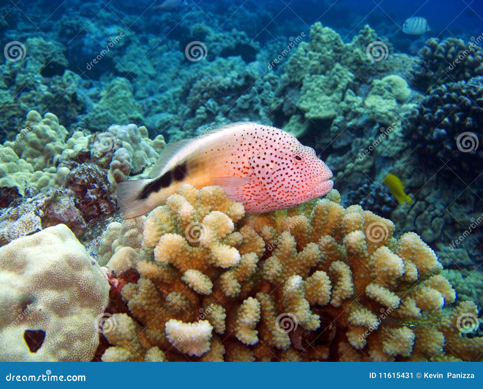 Blackside Hawkfish Sitting on Coral Stock Image - Image of hawaiian ...