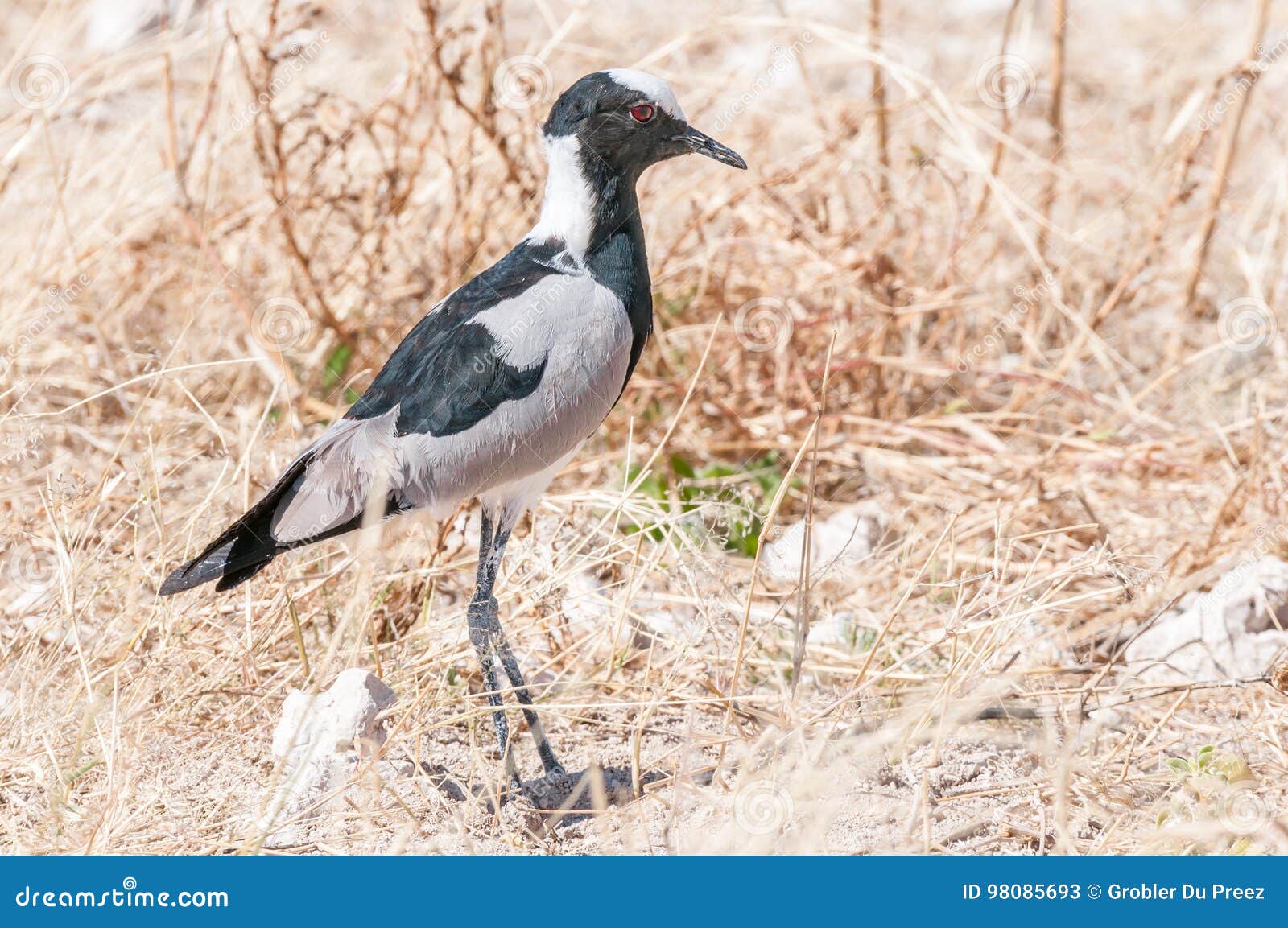 Blacksmith Lapwing, Also Called a Blacksmith Plover Stock Image - Image ...