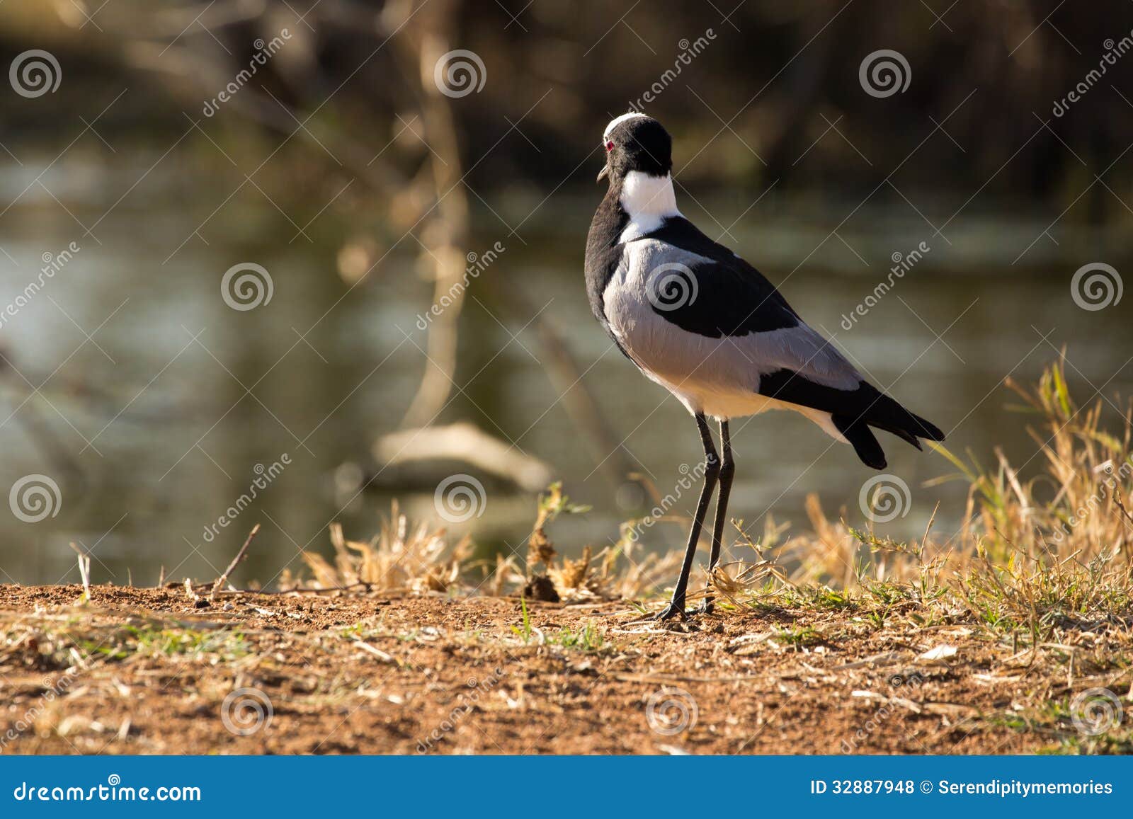 Blacksmith Lapwing or Blacksmith Plover - Vanellus Armatus Stock Photo ...