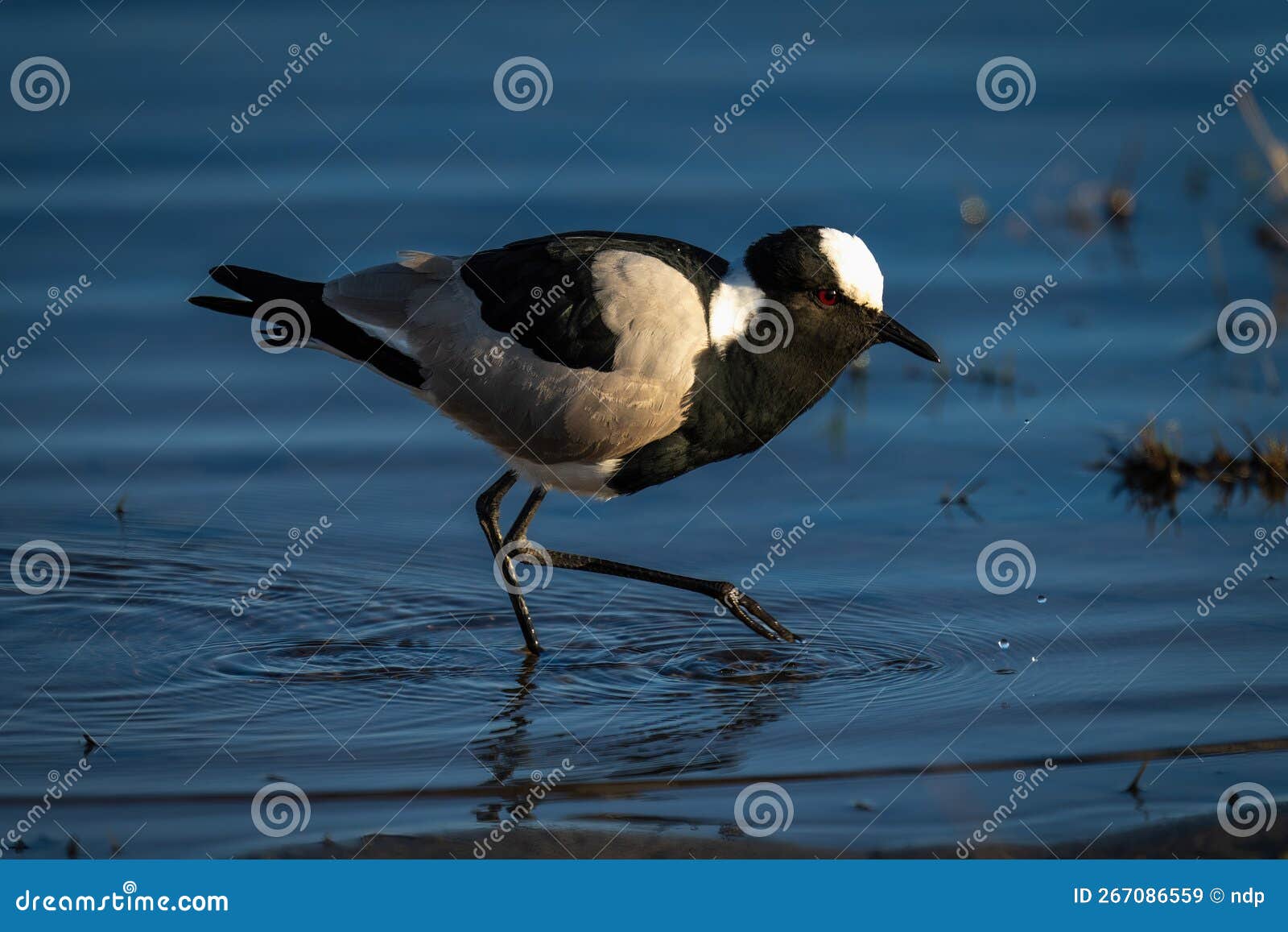 Blacksmith Lapwing with Catchlight Wades through Shallows Stock Image ...