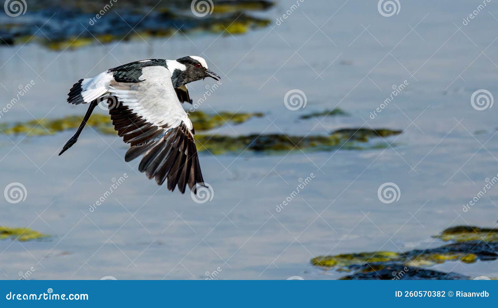 Blacksmith Lapwing in Flight Stock Photo - Image of lapwing, south ...