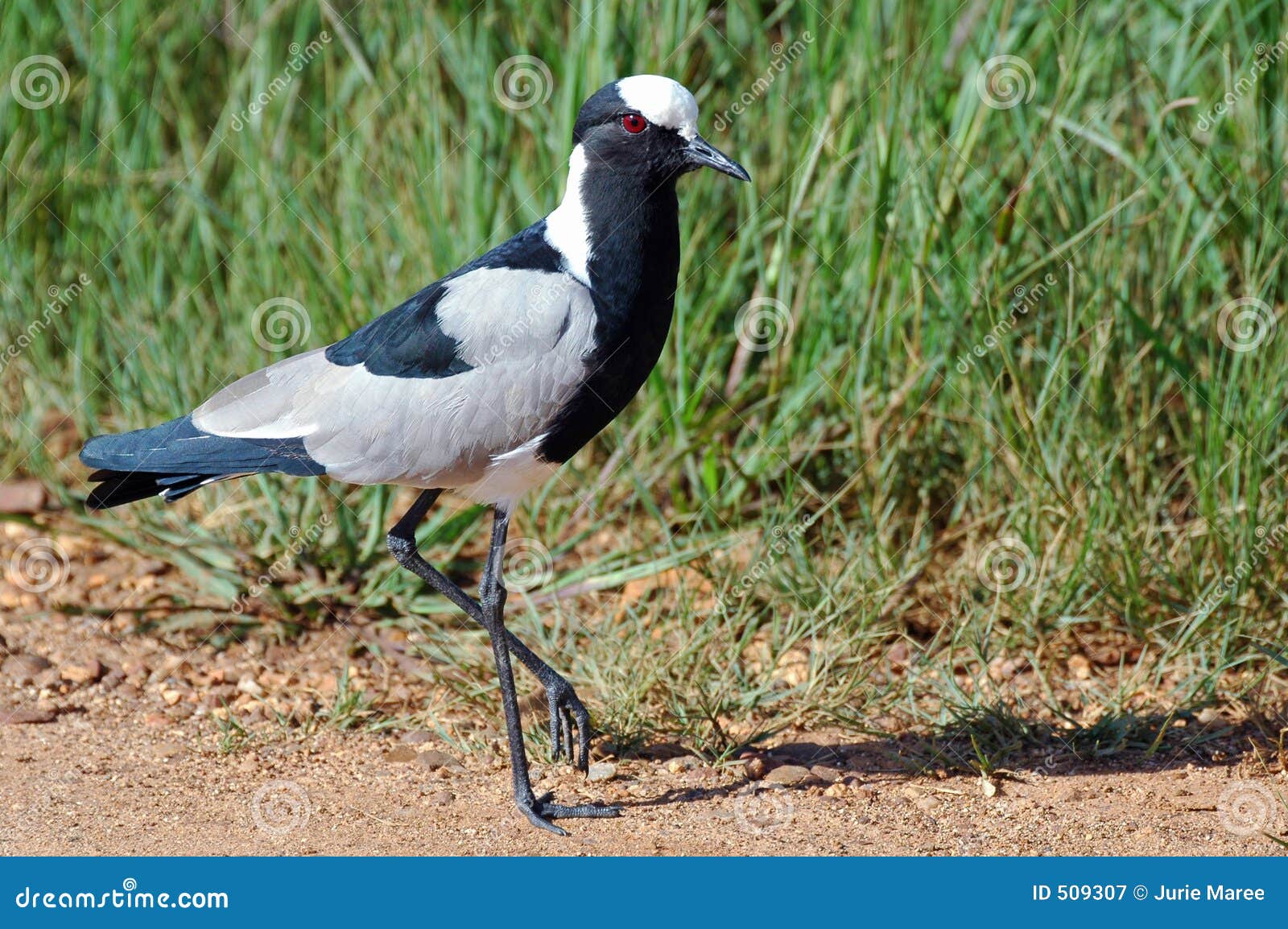 Blacksmith Plover. stock image. Image of stand, wading - 509307