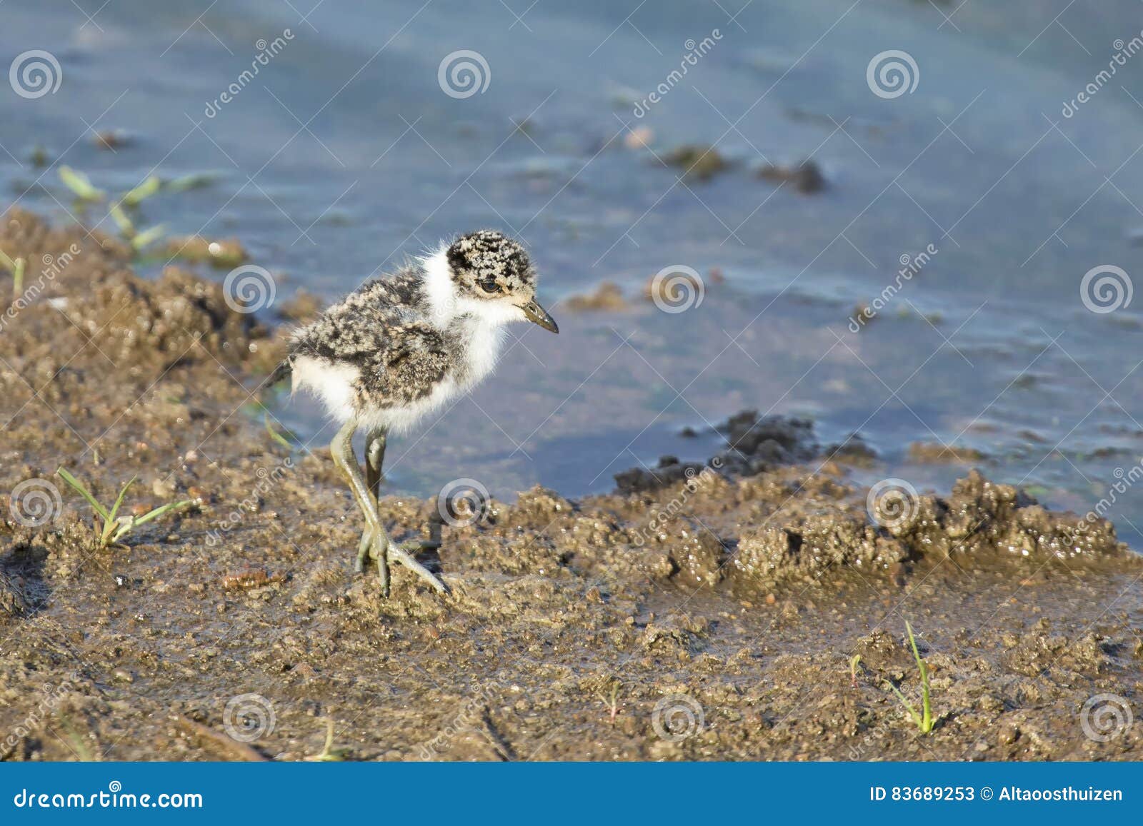 Blacksmith Plover Baby Walking Along Edge of Water Stock Image - Image ...