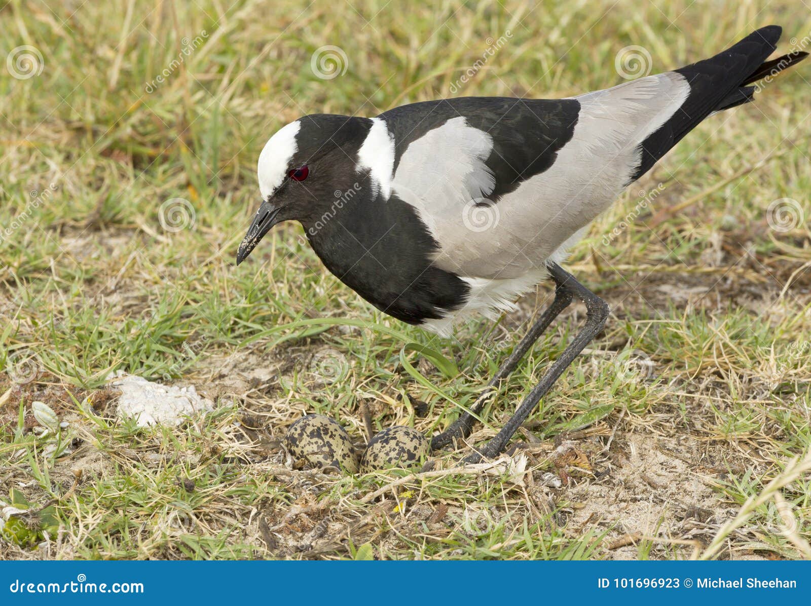 Blacksmith Plover with Its Eggs Stock Image - Image of lapwing, black ...