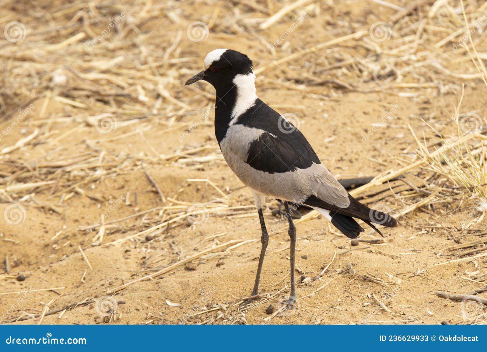 Blacksmith Plover or Lapwing Stock Image - Image of avian, birds: 236629933