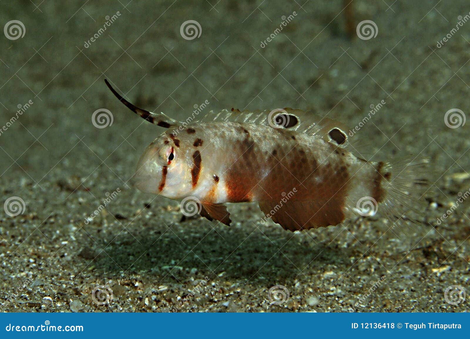 Blackspot razorfish stock photo. Image of animals, marine - 12136418