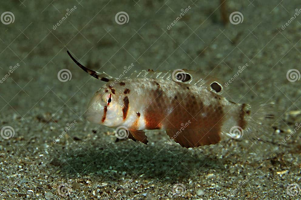 Blackspot razorfish stock photo. Image of animals, marine - 12136418