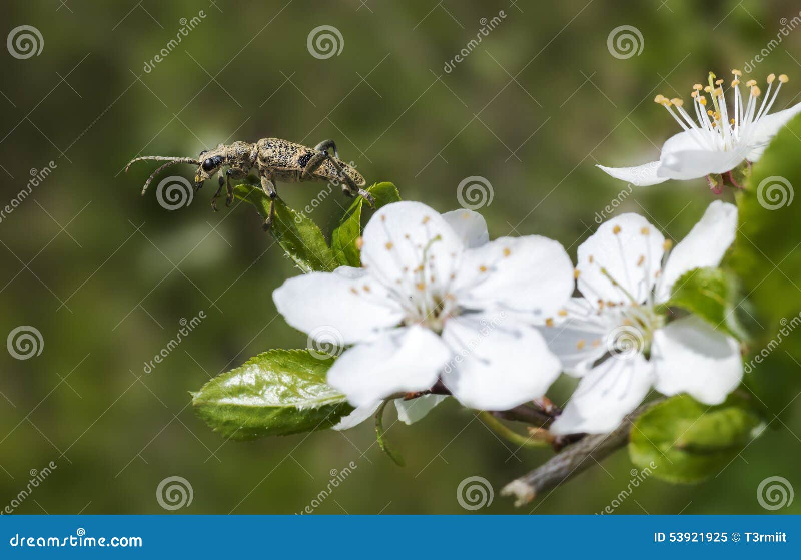 The Blackspotted Pliers Support Beetle Stock Image - Image of ...