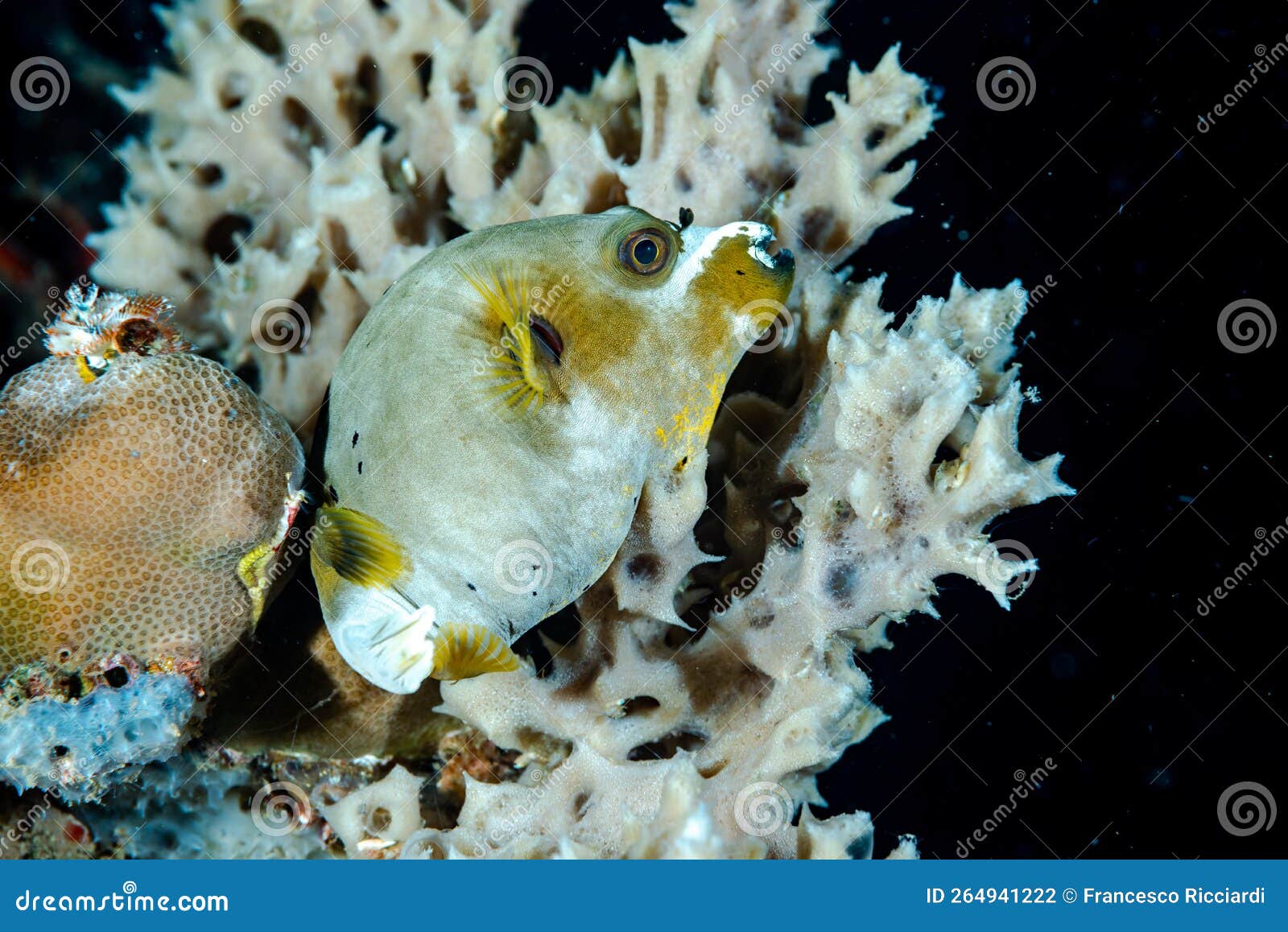 Blackspotted Puffer Arothron Nigropunctatus Stock Photo - Image of lens ...