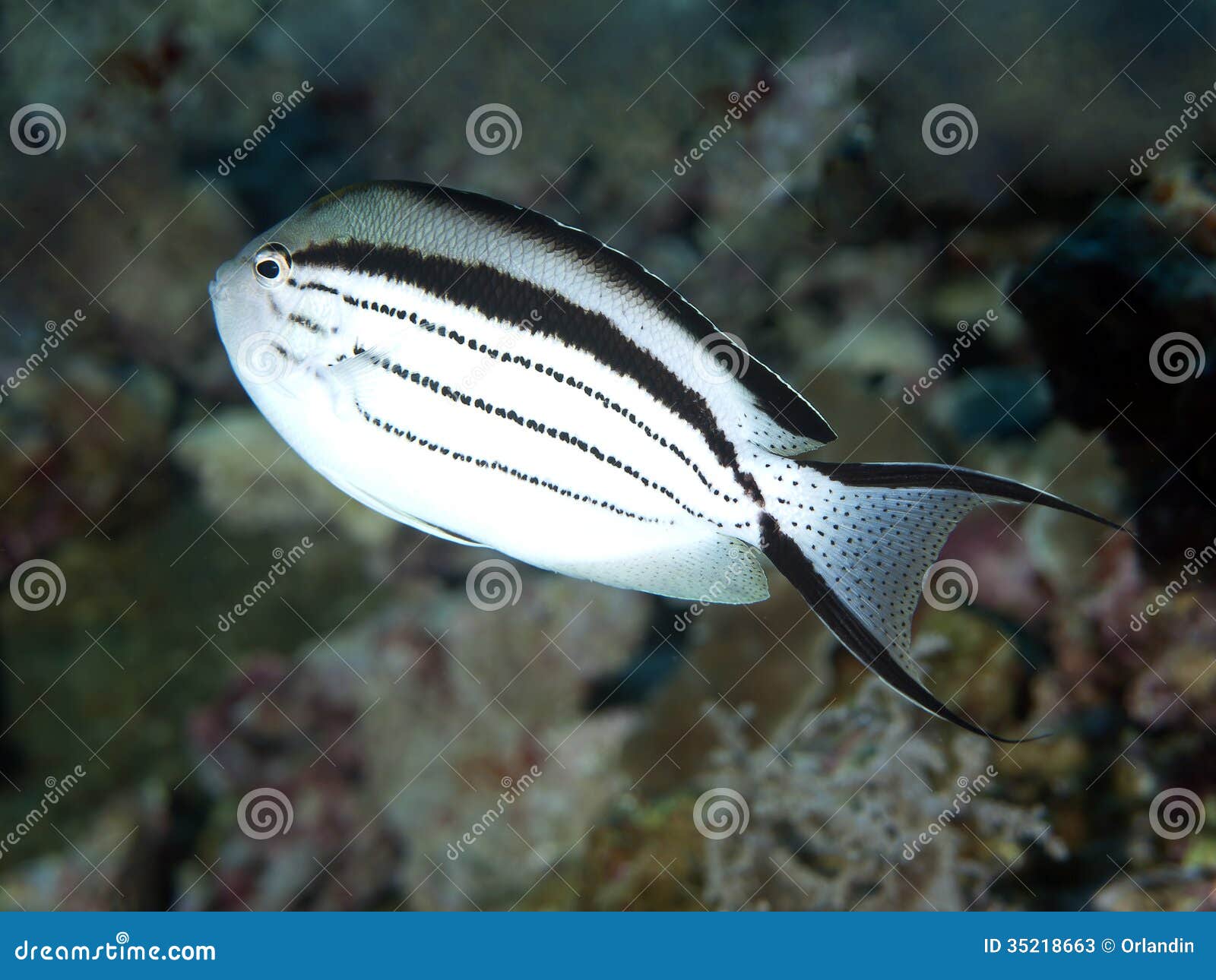 Blackstriped angelfish stock image. Image of lamarck - 35218663