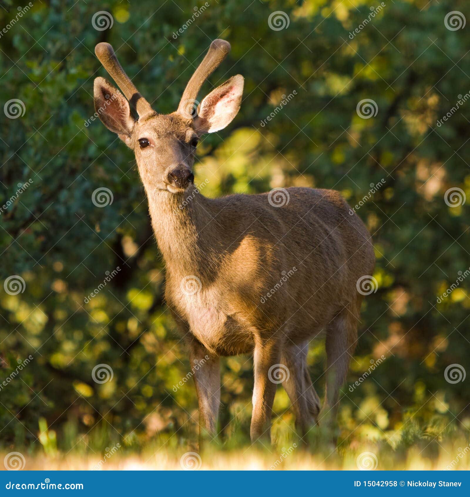 Blacktail Buck stock photo. Image of mammal, sunlit, odocoileus - 15042958