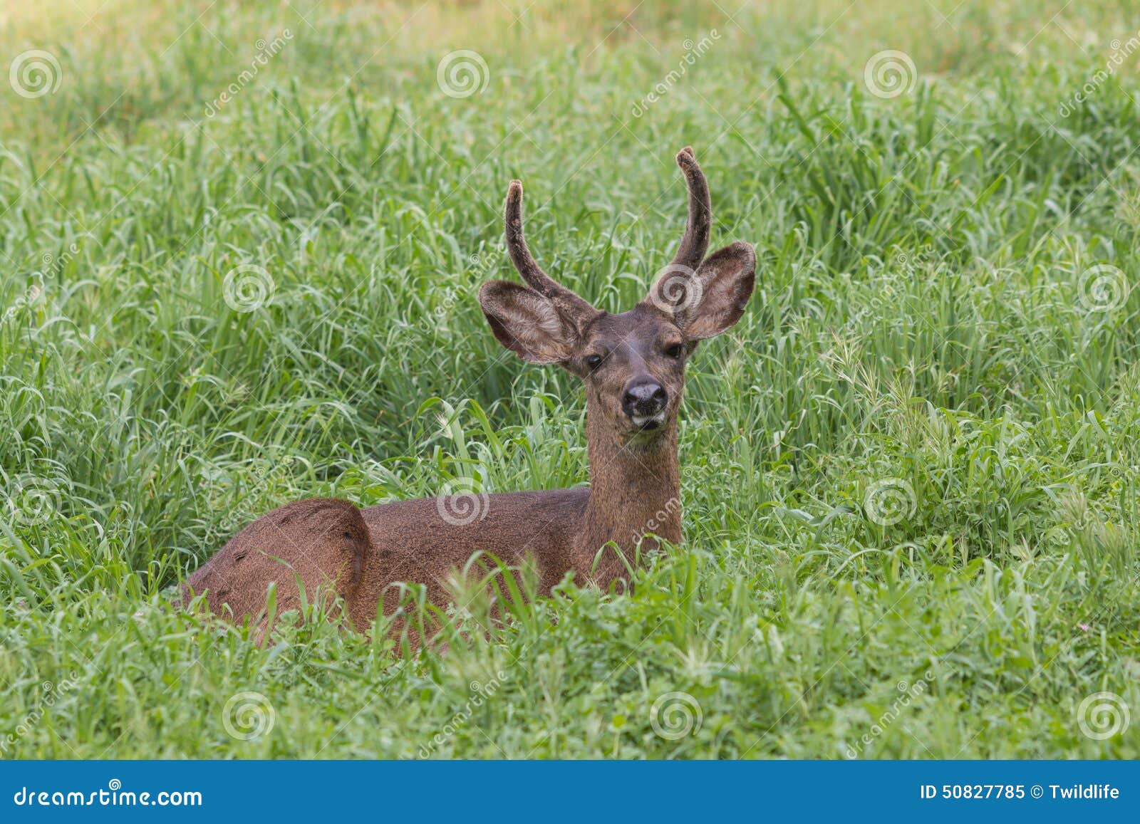 Blacktail Deer Buck Bedded stock image. Image of deer - 50827785