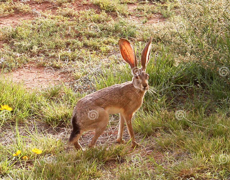 A Blacktail Jackrabbit stock photo. Image of legs, bunny - 5260390