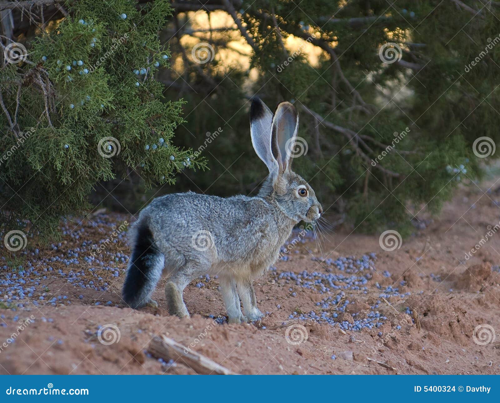 Blacktail Jackrabbit stock photo. Image of wild, eyes - 5400324