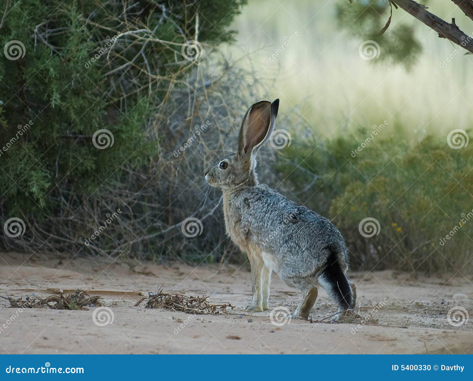 Blacktail Jackrabbit stock photo. Image of eyes, capitol - 5400330