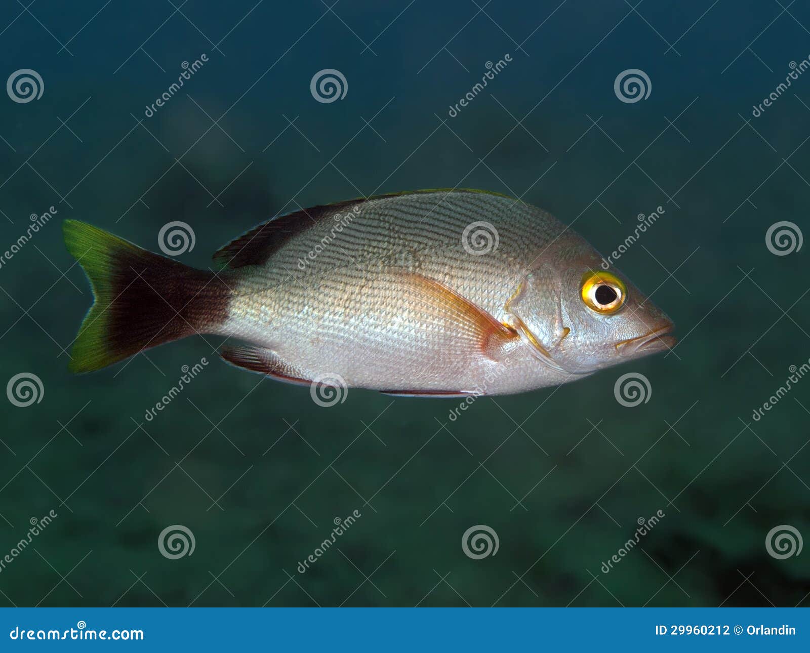 Blacktail Rotbarsch stockfoto. Bild von tauchen, koralle - 29960212