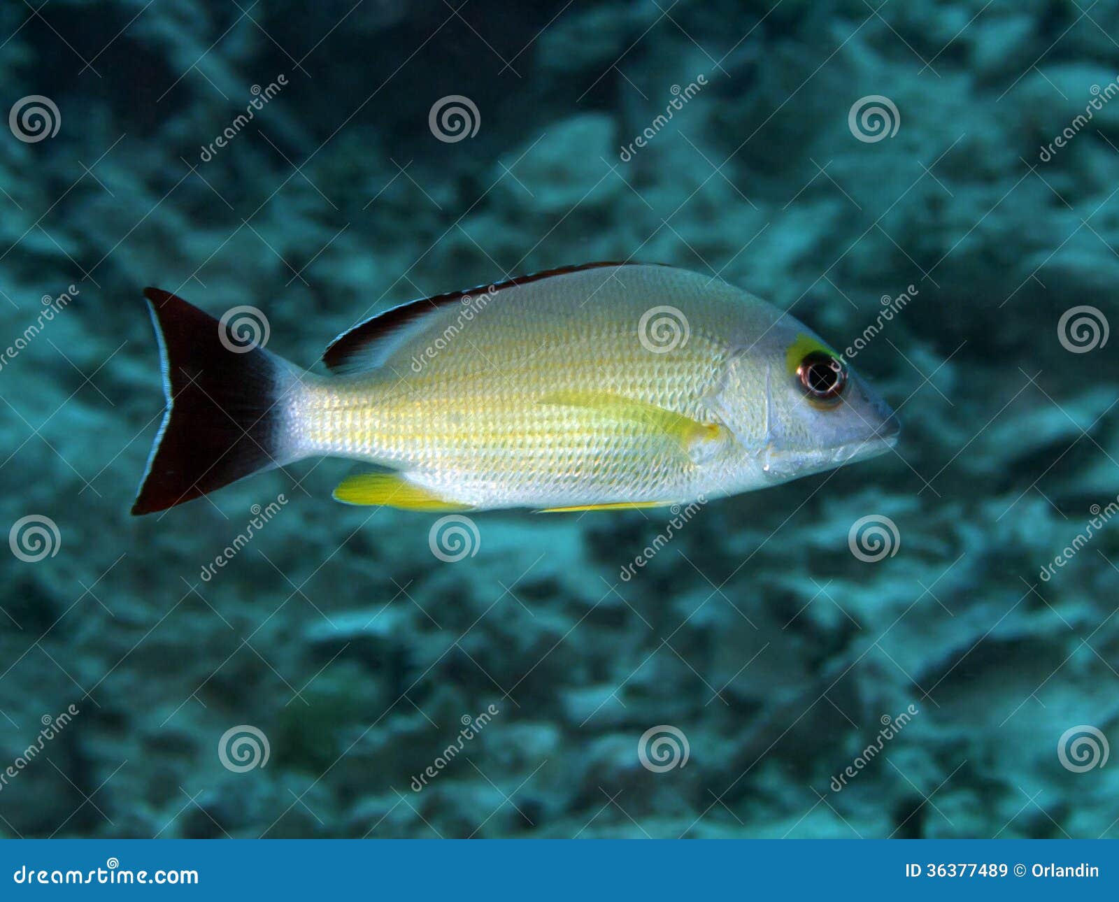Blacktail snapper stock image. Image of reef, animal - 36377489