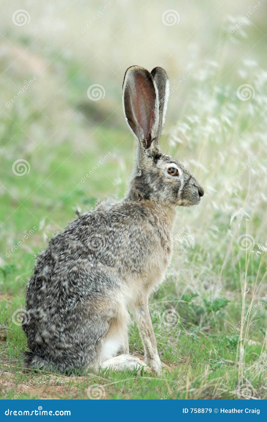Blacktailed Jack Rabbit stock image. Image of quiet, food - 758879