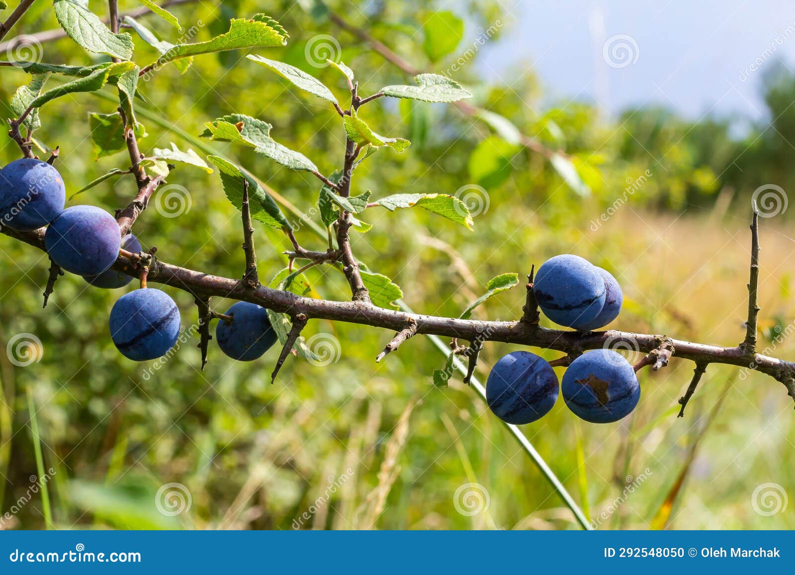 Blackthorn Prunus Spinosa, Also Known As Blackthorn Stock Photo - Image ...