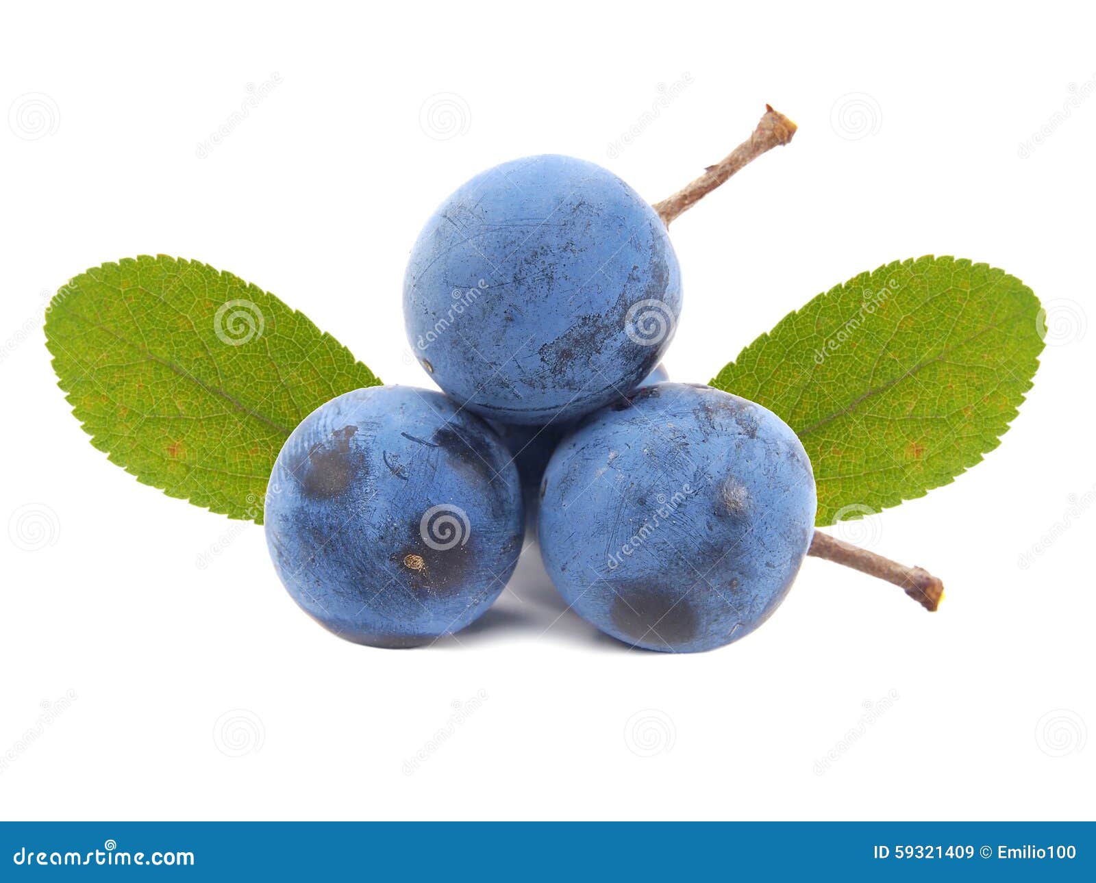 Blackthorn or Sloe Berries. Prunus Spinosa Stock Image - Image of ...