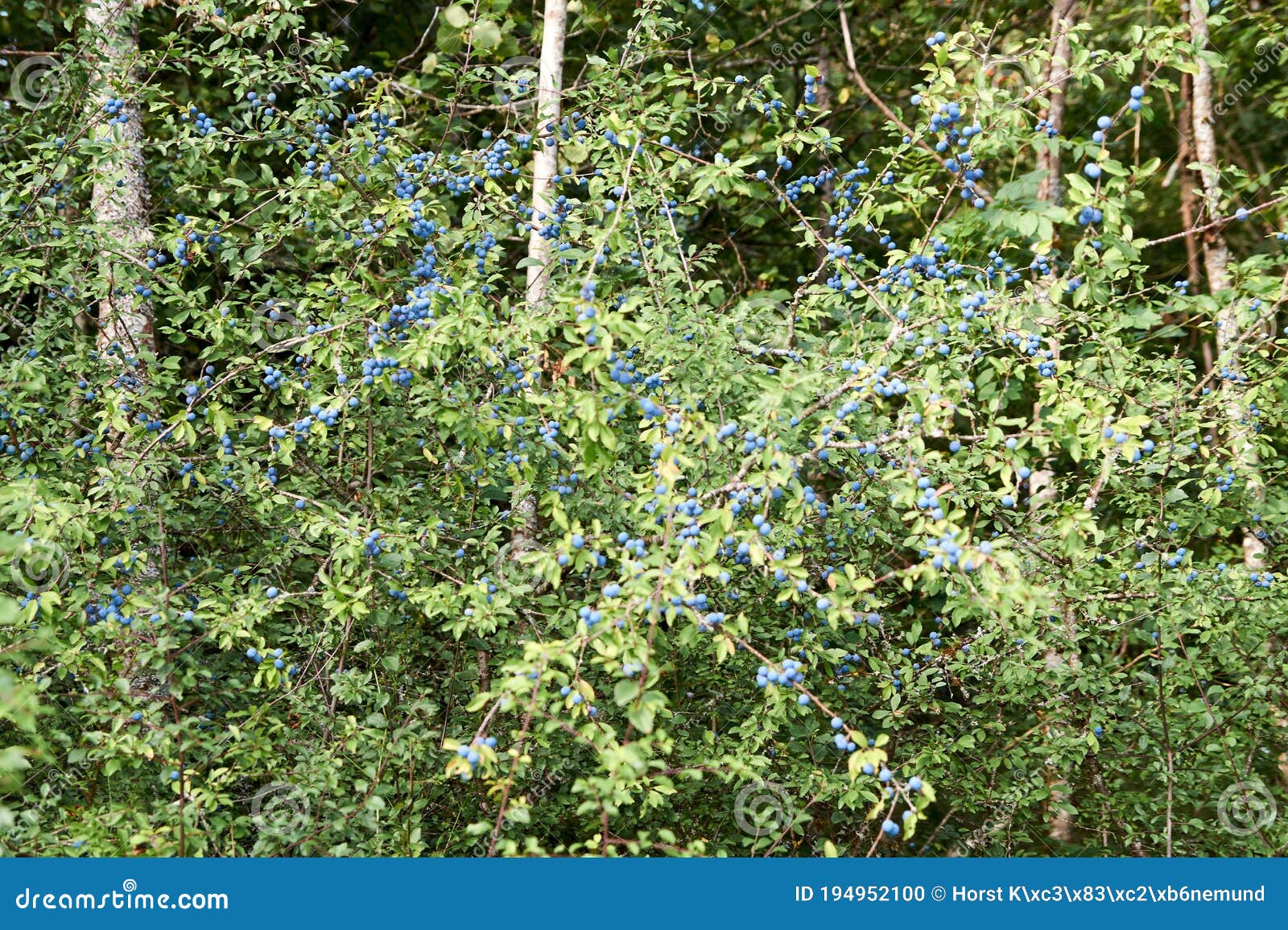Blackthorn Sloe or Prunus Spinosa Growing on a Tree Branch Stock Photo ...