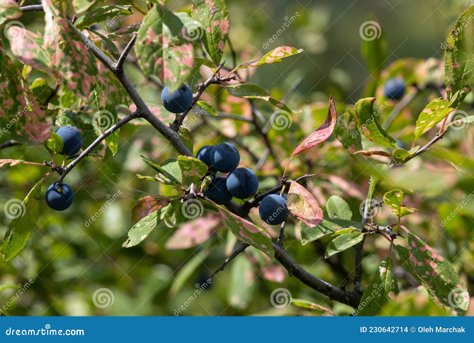 Blackthorn Sloe or Prunus Spinosa Growing on a Tree Branch Stock Photo ...