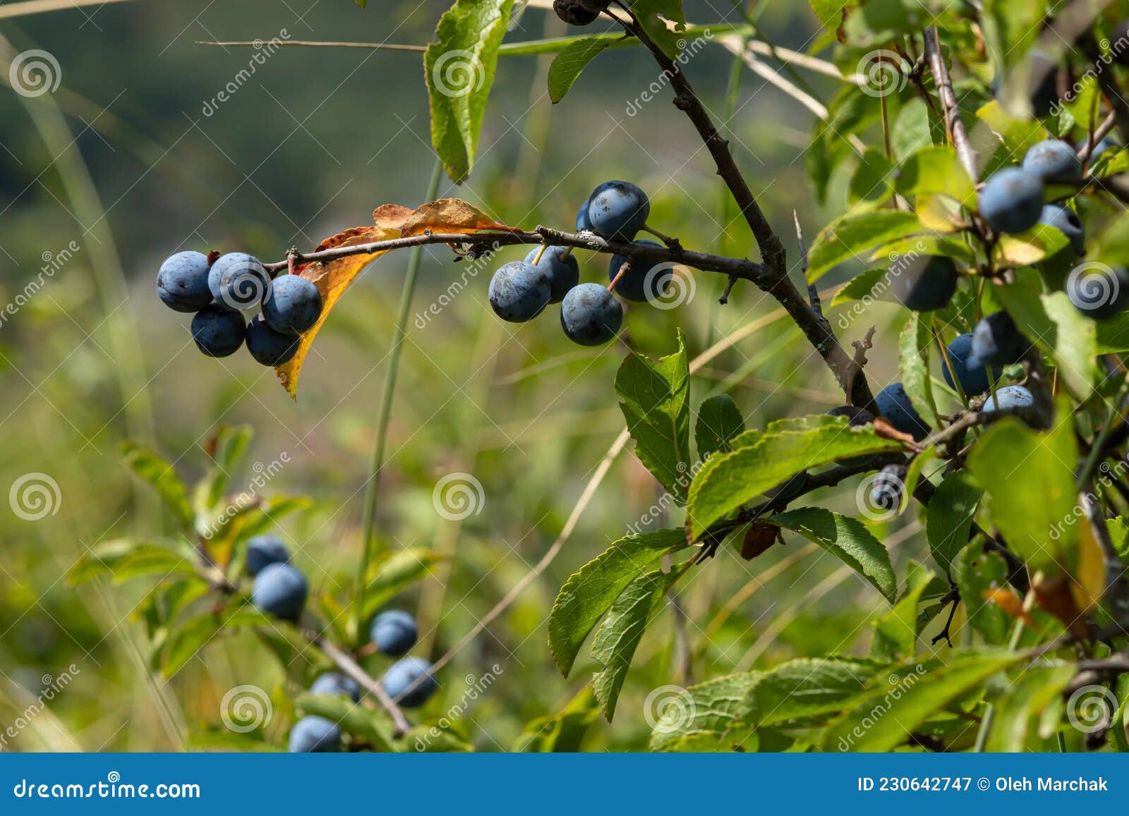 Blackthorn Sloe or Prunus Spinosa Growing on a Tree Branch Stock Image ...