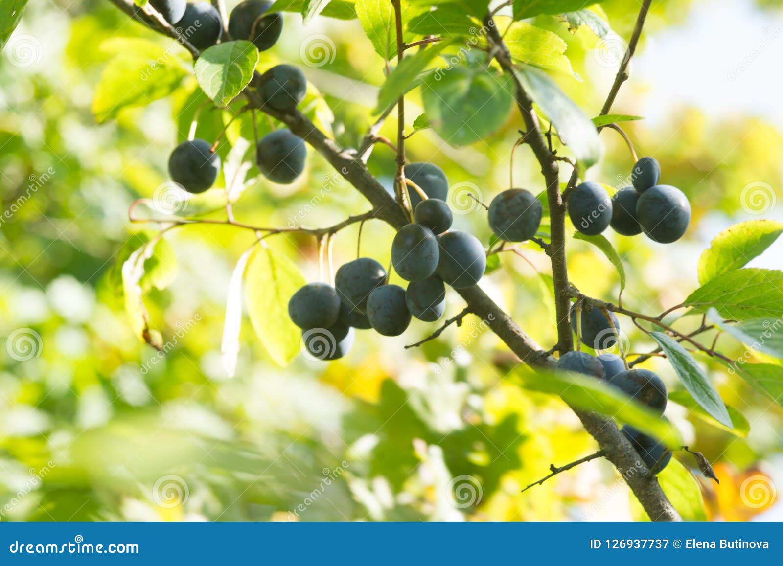 Blackthorn Sloe or Prunus Spinosa on Tree Branch Stock Image - Image of ...