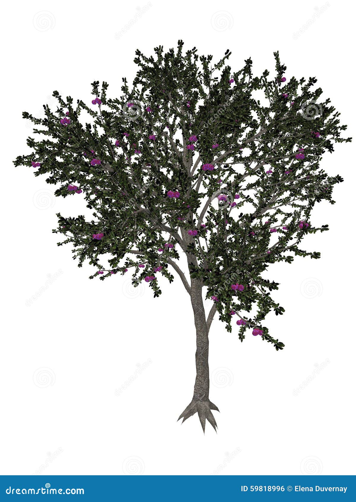 Blackthorn Tree Identification