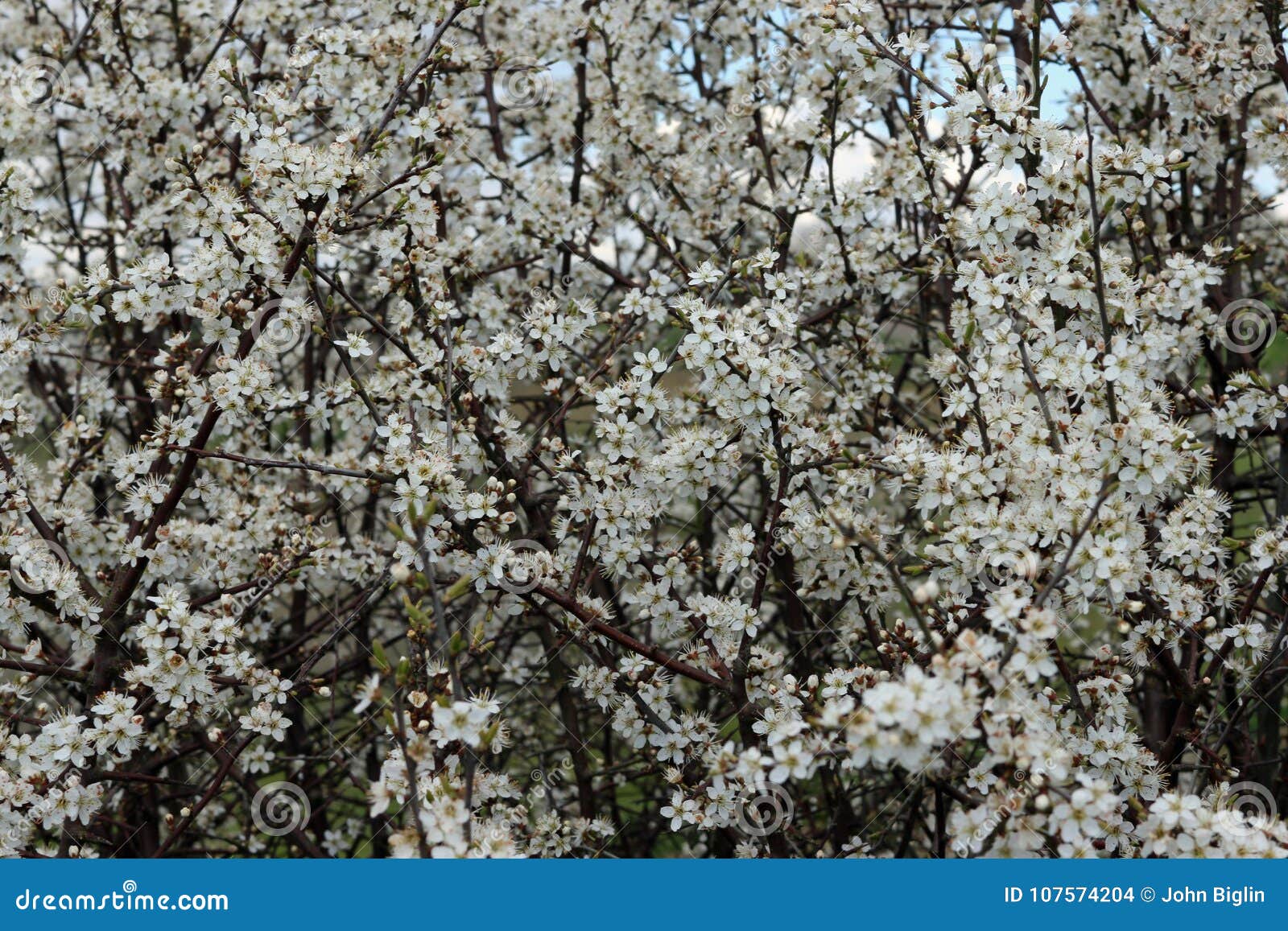 Blackthorn trees in flower stock photo. Image of bloom - 107574204