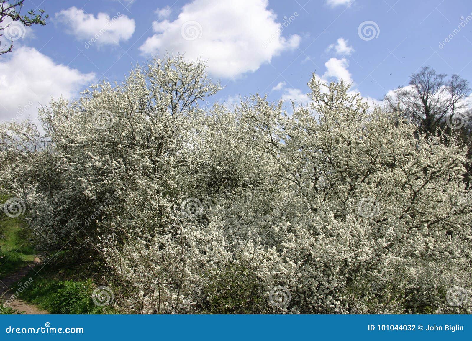 Blackthorn trees in flower stock photo. Image of tree - 101044032
