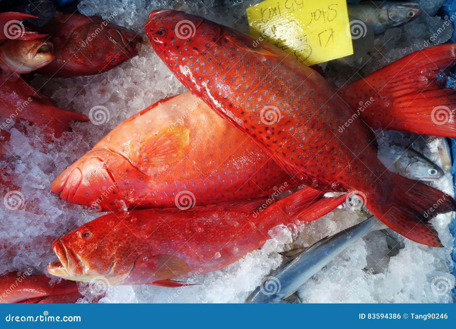 Blacktip Grouper or Red Banded Grouper Stock Photo - Image of food ...