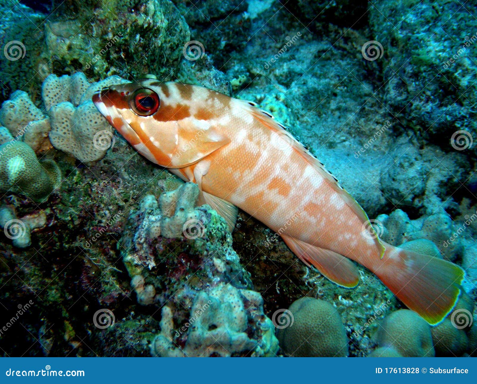 Blacktip Grouper Red Sea stock photo. Image of reef, snorkelling - 17613828