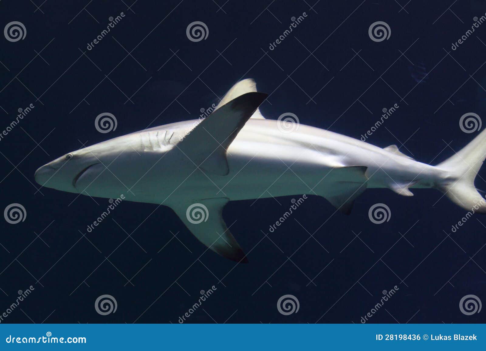 Blacktip haj arkivfoto. Bild av flotta, fisk, angus, själamässor - 28198436