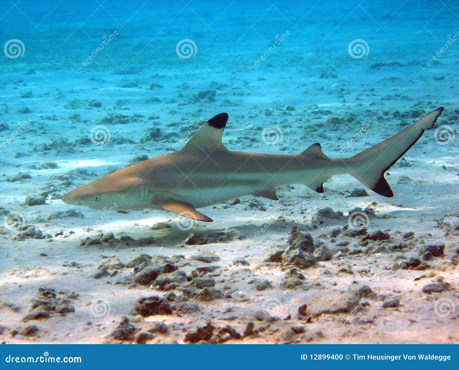 Blacktip Reef Shark stock photo. Image of chondrichthyes - 12899400
