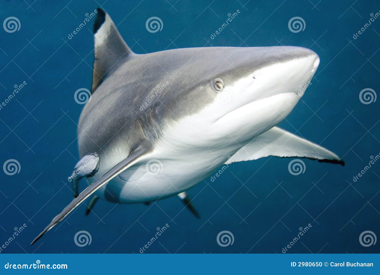 Blacktip Reef Shark stock photo. Image of naucrates, black - 2980650