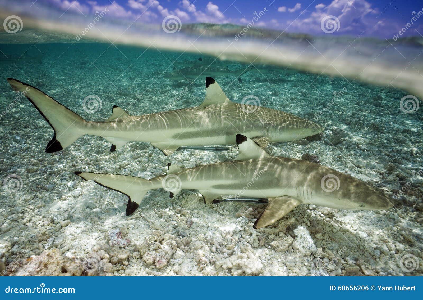 BLACKTIP REEF SHARK stock photo. Image of sharks, ocean - 60656206