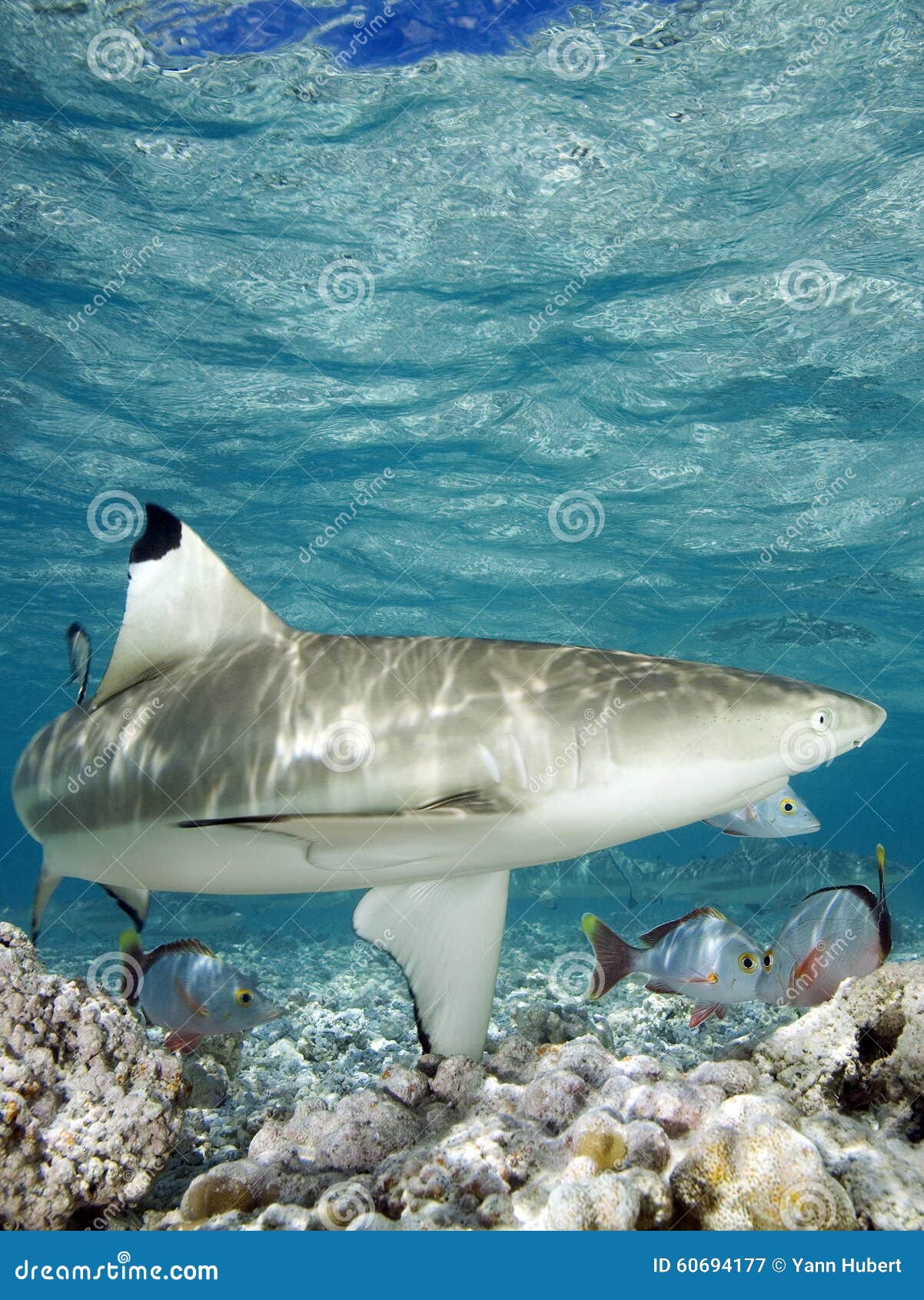 BLACKTIP REEF SHARK stock image. Image of island, sharks - 60694177