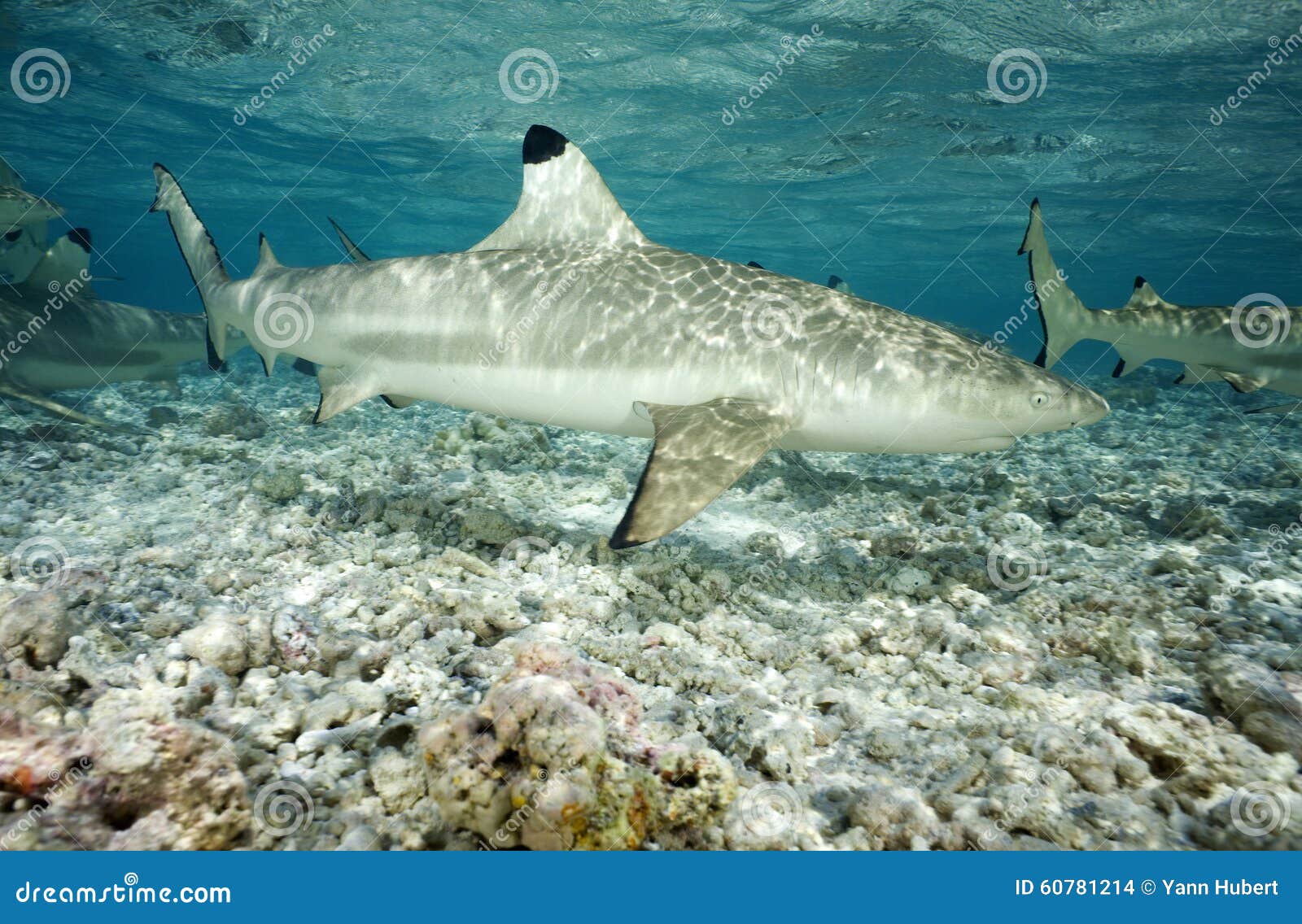 BLACKTIP REEF SHARK stock photo. Image of ocean, polynesia - 60781214