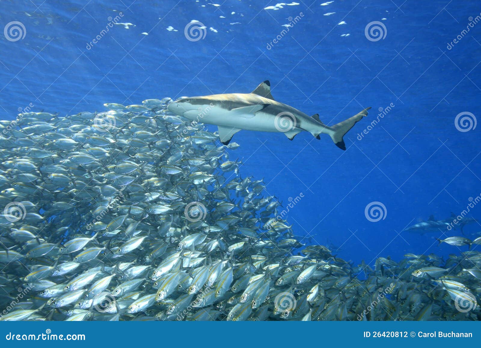 Blacktip Riff-Haifisch Mit Fischen Stockfoto - Bild von insel, masse ...