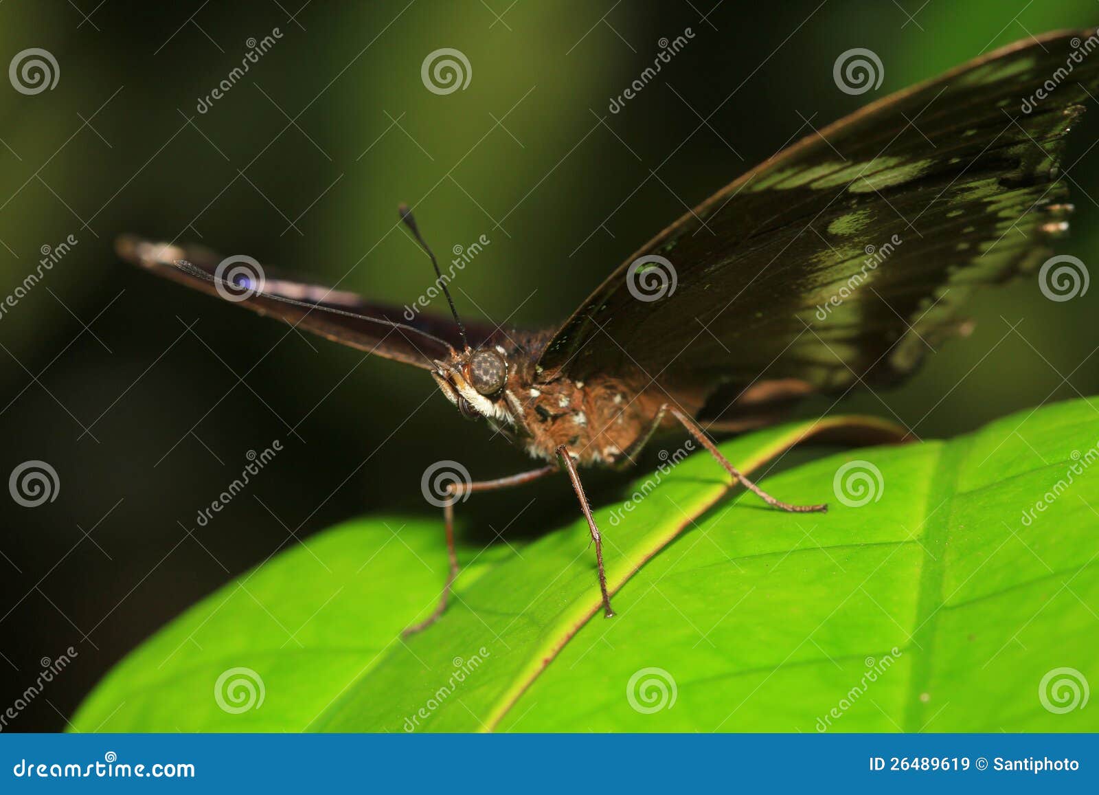 Blackvein Sergeant Butterfly(Athyma Ranga) Stock Image - Image of ...