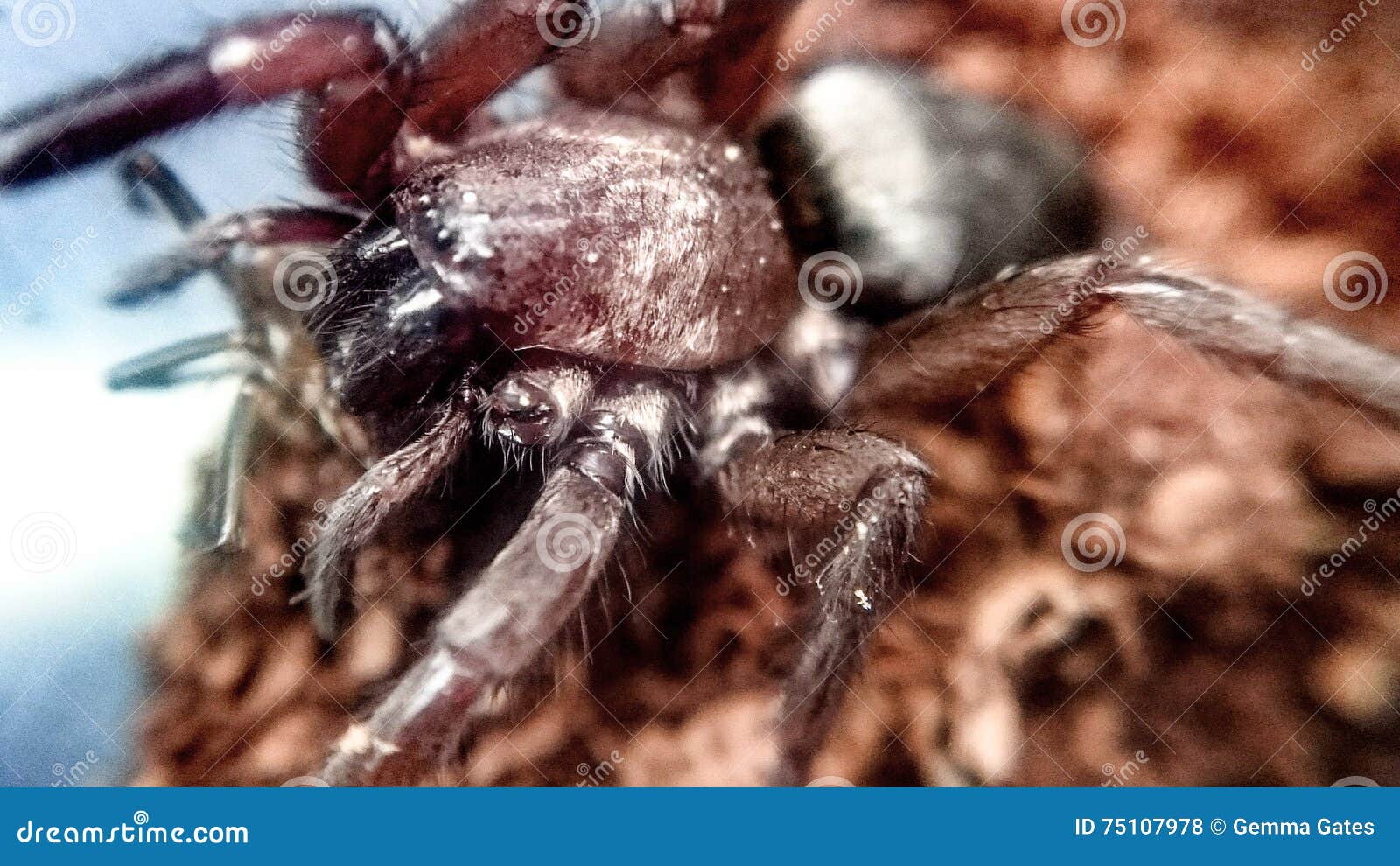Blackwalli De Scotophaeus - Aranha Do Rato Foto de Stock - Imagem de ...